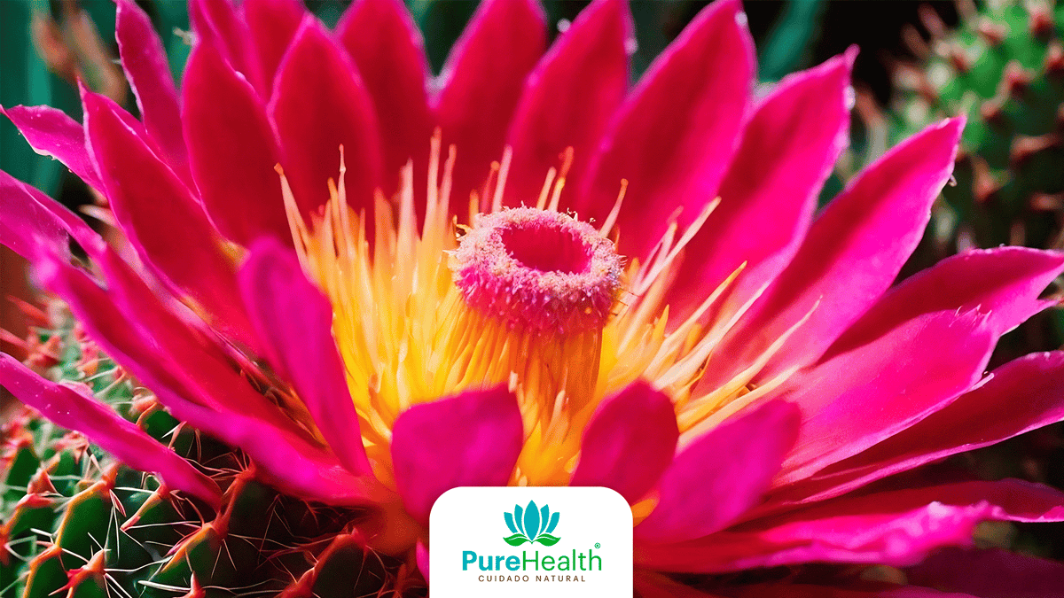 Beneficios de la caralluma fimbriata | PURE HEALTH USA